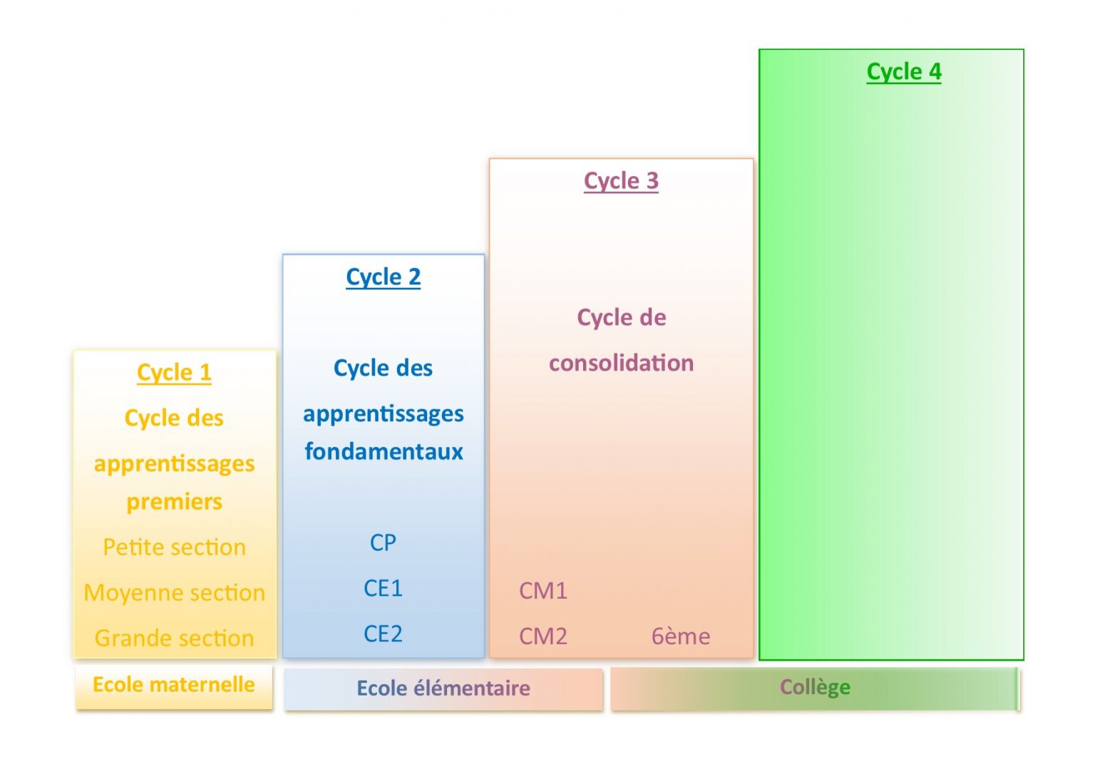 Schéma cycles – Maîtres délégués du 1er degré